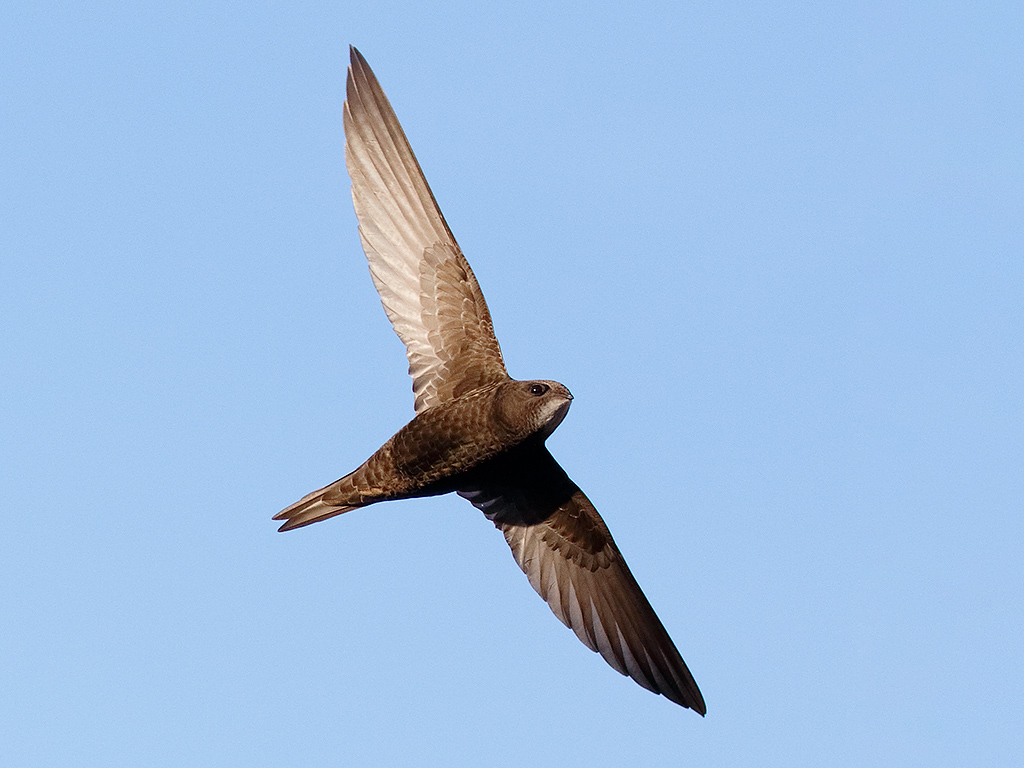 Rondone , Natura Mediterraneo | Forum Naturalistico