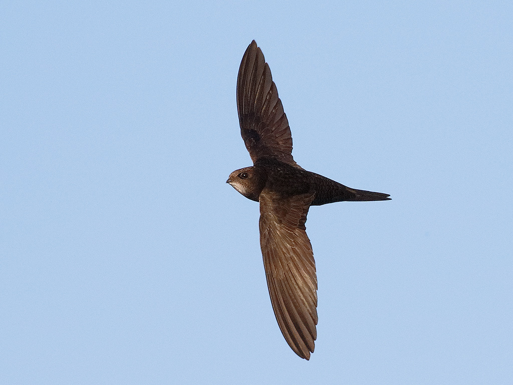 Rondone , Natura Mediterraneo | Forum Naturalistico