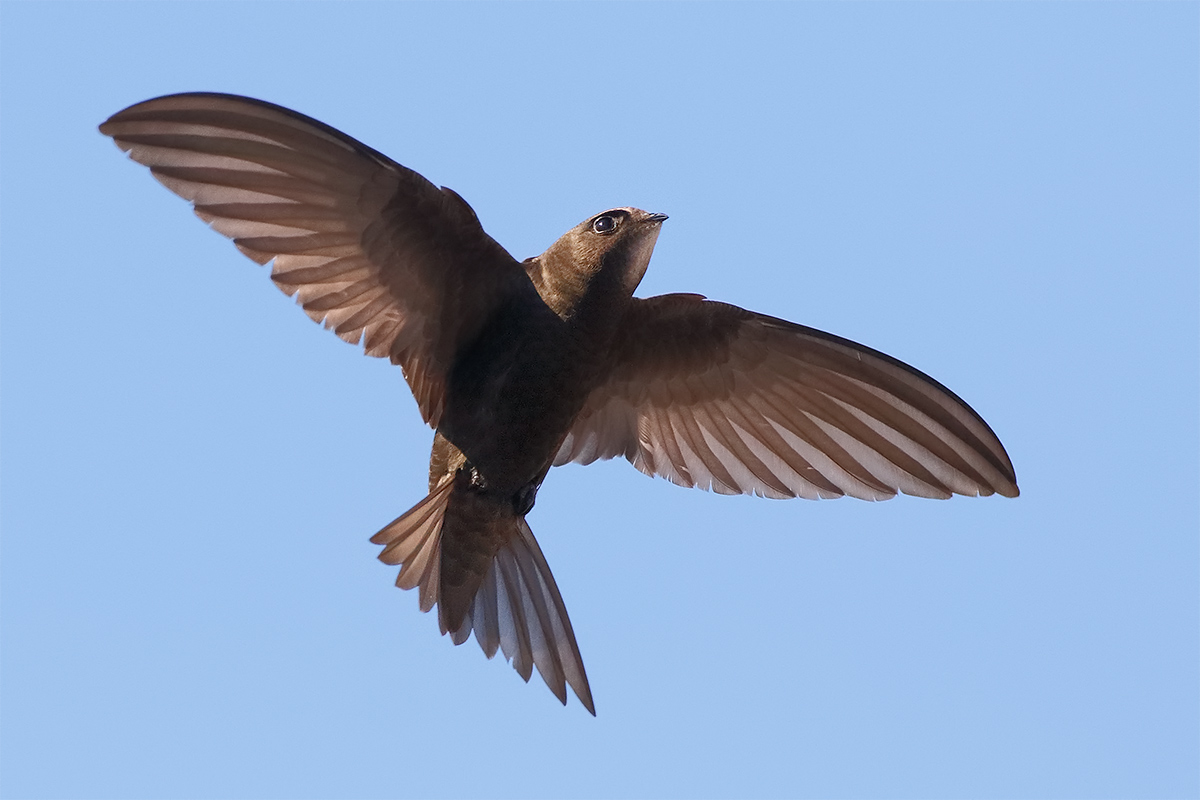 Rondone , Natura Mediterraneo | Forum Naturalistico