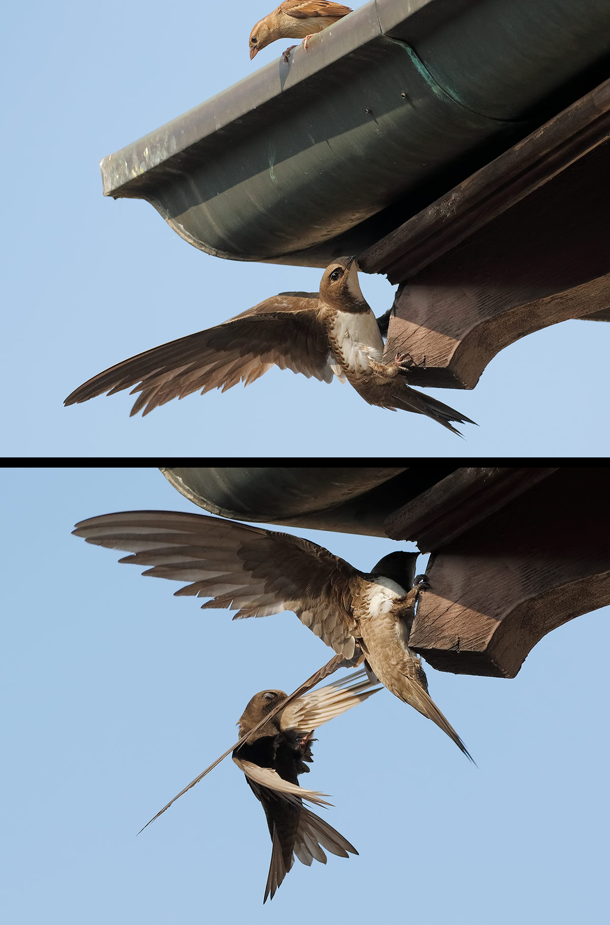 Rondone , Natura Mediterraneo | Forum Naturalistico