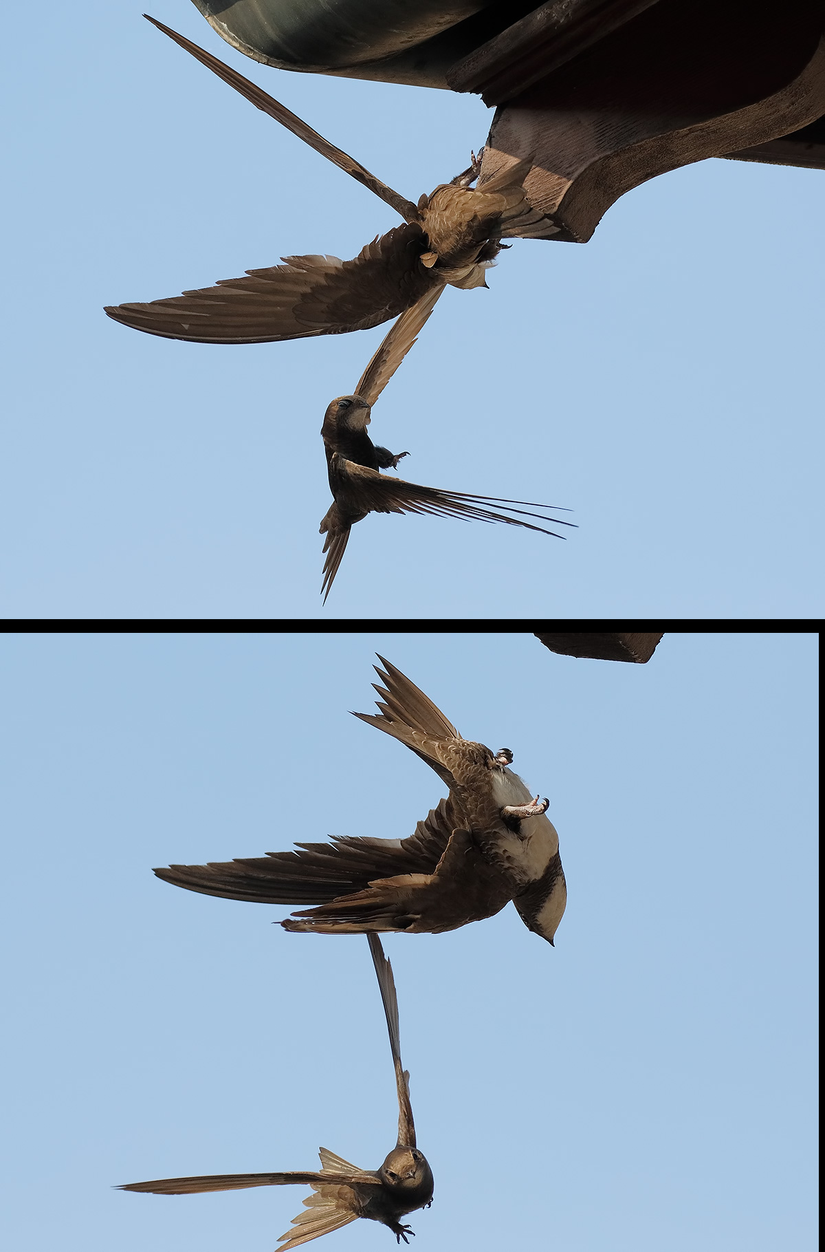 Rondone , Natura Mediterraneo | Forum Naturalistico