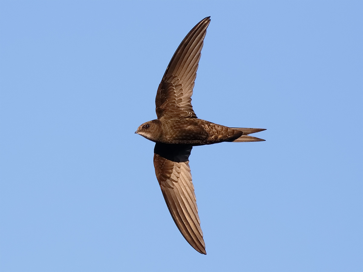 Rondone , Natura Mediterraneo | Forum Naturalistico