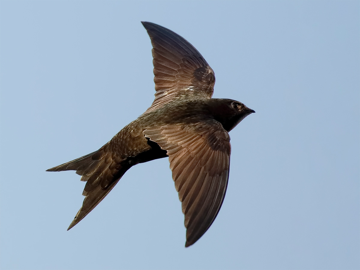 Rondone , Natura Mediterraneo | Forum Naturalistico