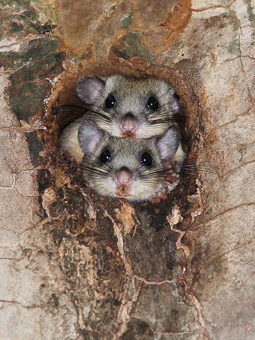 Ghiri , Natura Mediterraneo | Forum Naturalistico