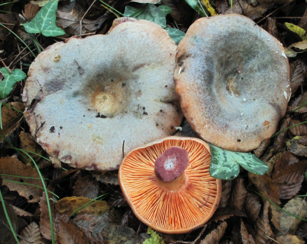 Lactarius da id. , Natura Mediterraneo | Forum Naturalistico
