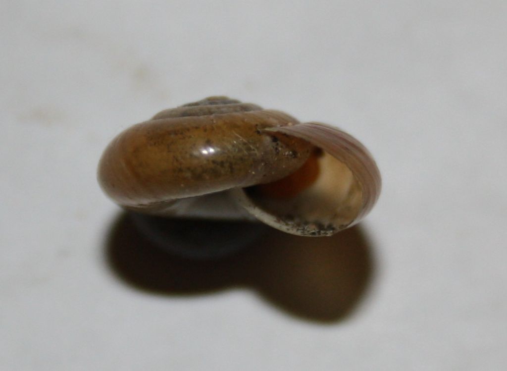Zonitidae , Natura Mediterraneo | Forum Naturalistico