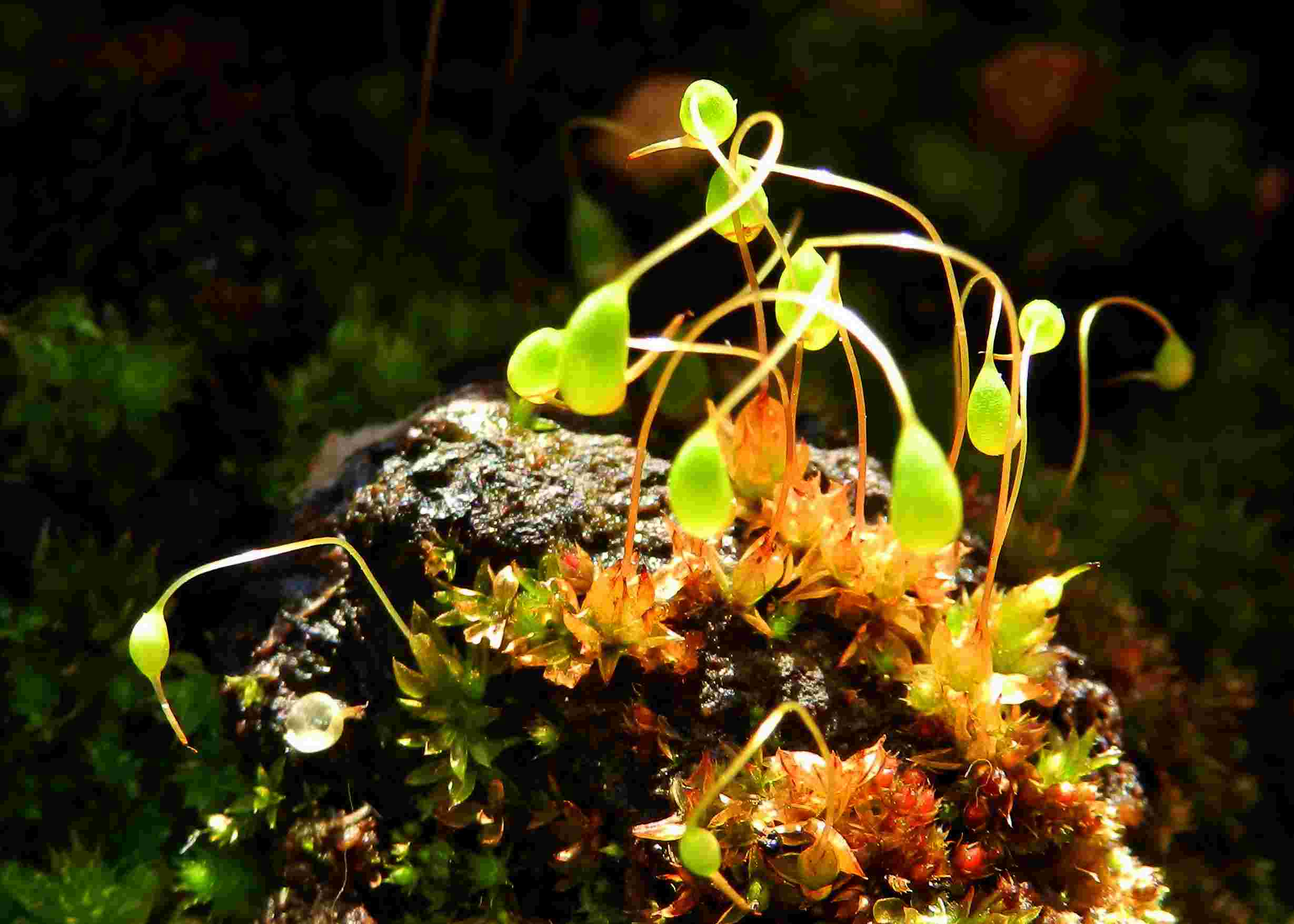 Bryum sp , Natura Mediterraneo | Forum Naturalistico