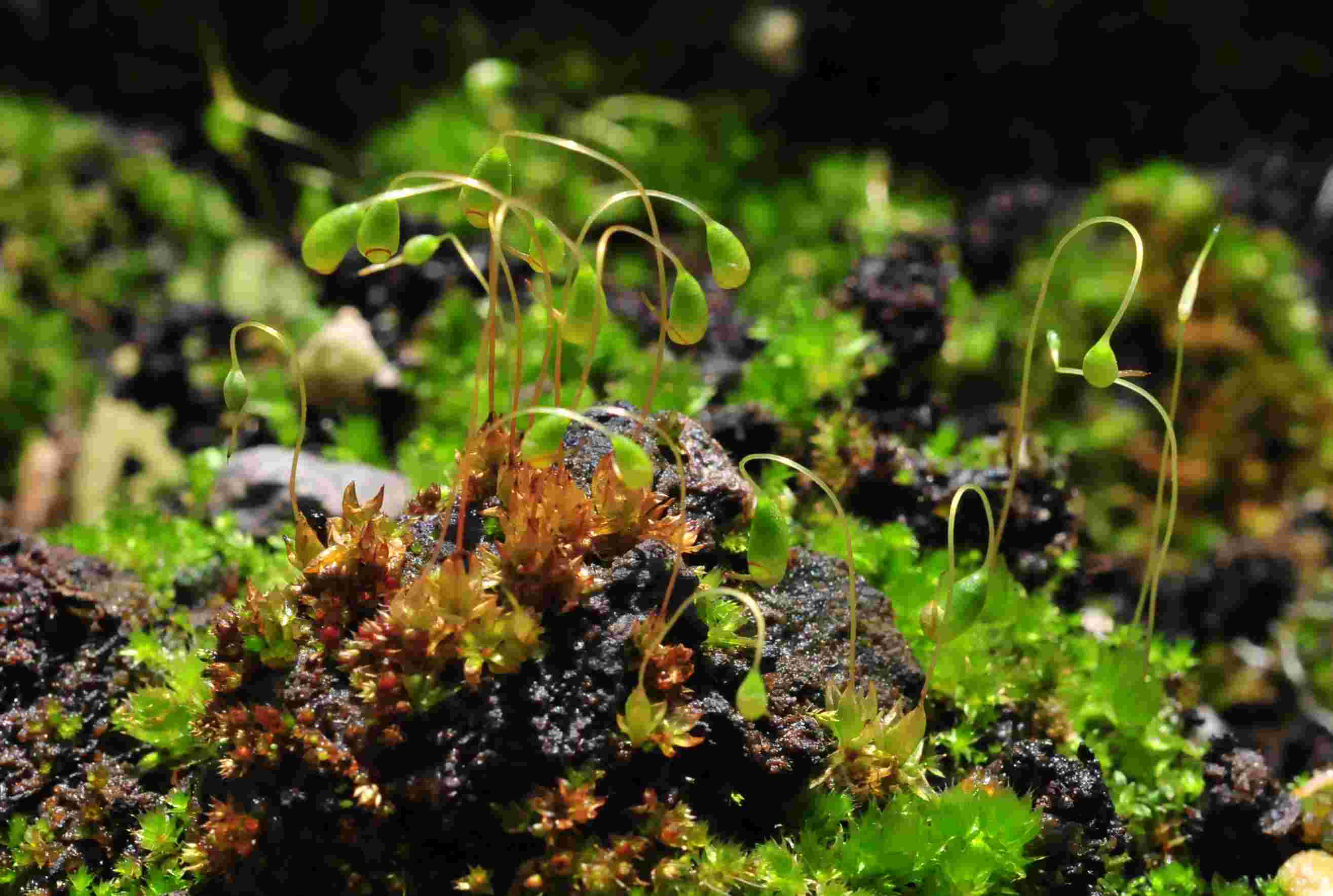 Bryum sp , Natura Mediterraneo | Forum Naturalistico