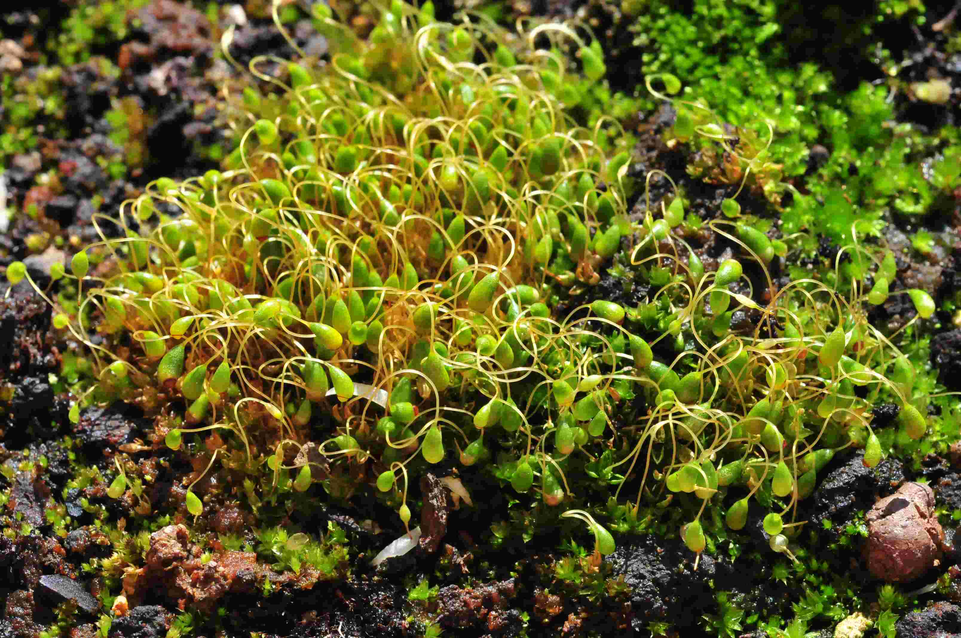 Bryum sp , Natura Mediterraneo | Forum Naturalistico
