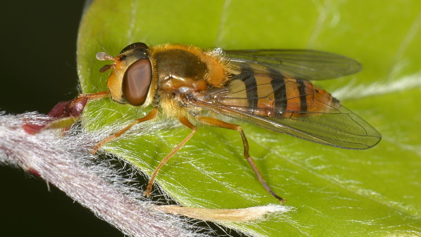 Syrphidae: Epistrophe sp. , Natura Mediterraneo | Forum Naturalistico