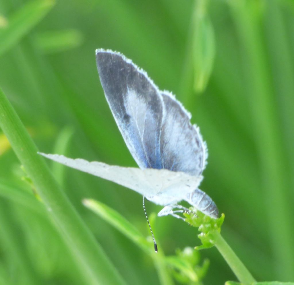 Celastrina? , Natura Mediterraneo | Forum Naturalistico