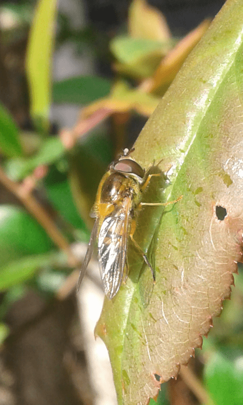 Syrphidae : Epistrophe sp.? Epistrophe cfr. eligans , Natura ...