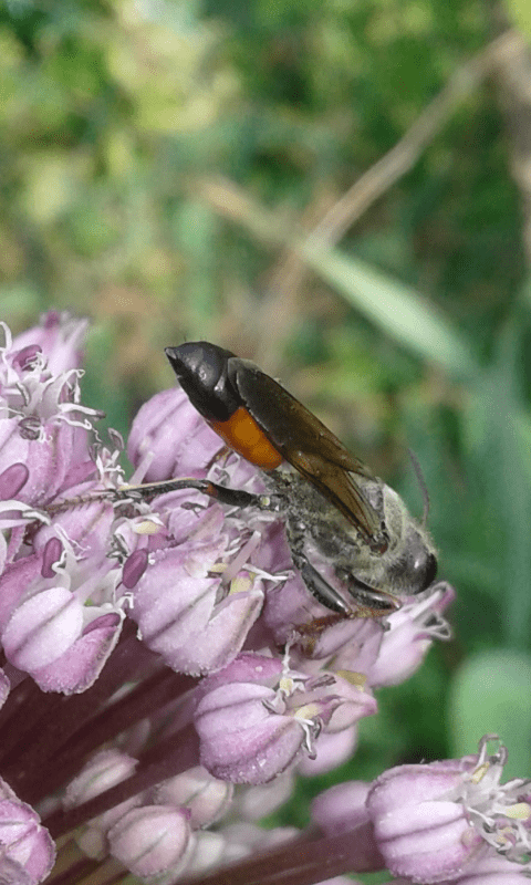 Sphex sp. (Sphecidae)? Sì, Sphex cfr. funerarius, m & f , Natura ...