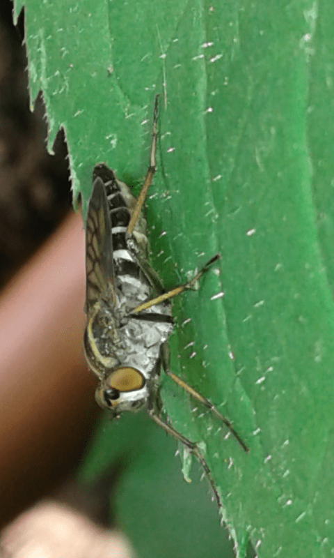 Thereva plebeja (Therevidae)? , Natura Mediterraneo | Forum Naturalistico