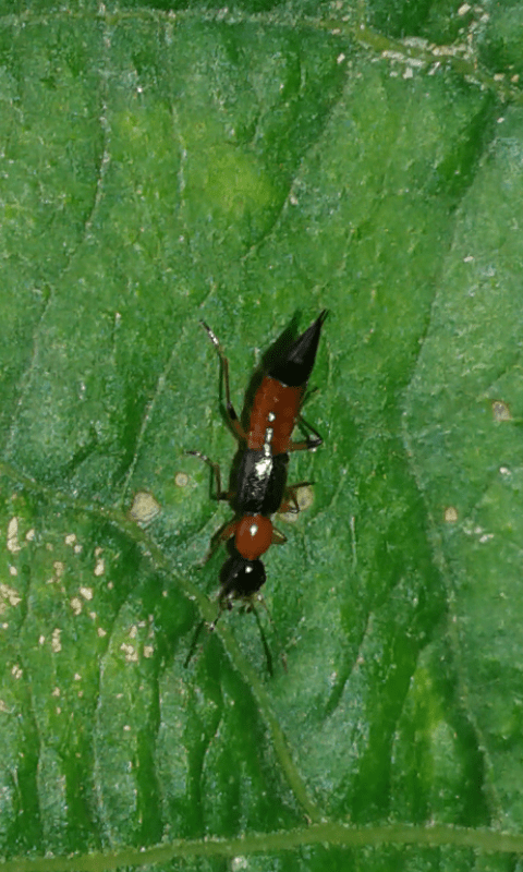 Staphylinidae: Paederus sp.? Sì, Paederus riparius , Natura ...