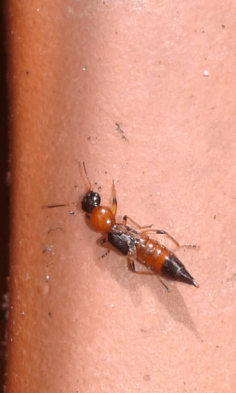 Staphylinidae : Paederus cfr. riparius? , Natura Mediterraneo | Forum ...