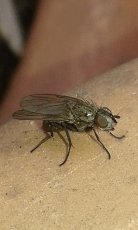 Muscidae : Helina cf. reversio? No, Anthomyiidae sp. , Natura ...