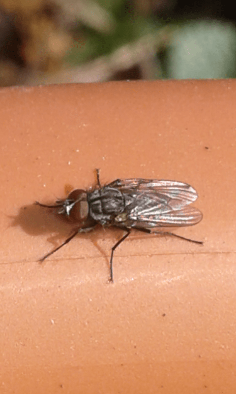 Muscidae : Helina cf. reversio? No, Anthomyiidae sp. , Natura ...