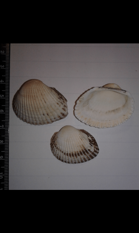 Scapharca inaequivalvis (Arcidae)? , Natura Mediterraneo | Forum ...