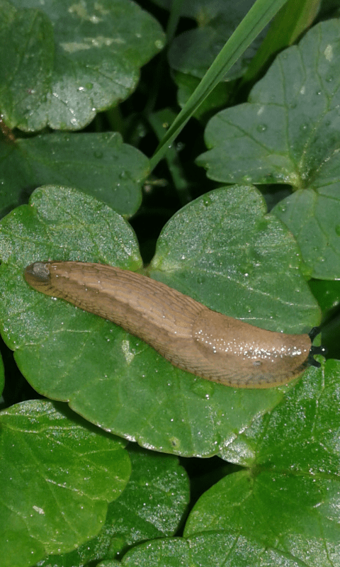 Arion sp.? , Natura Mediterraneo | Forum Naturalistico