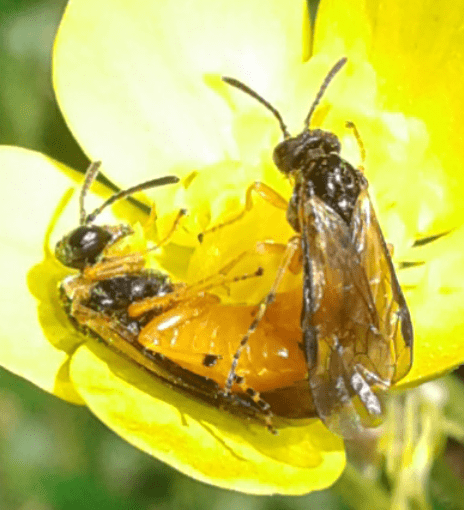 Tenthredinidae : Athalia da ID , Natura Mediterraneo | Forum Naturalistico