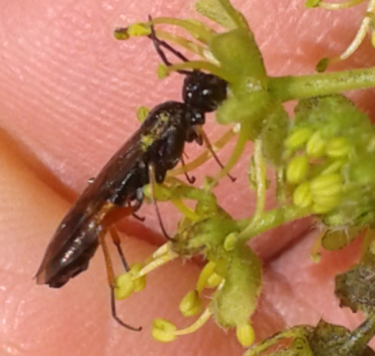 Tenthredinidae : Allantus calceatus? , Natura Mediterraneo | Forum ...