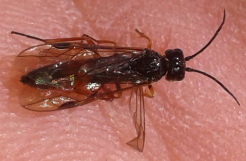 Tenthredinidae : Allantus calceatus? , Natura Mediterraneo | Forum ...