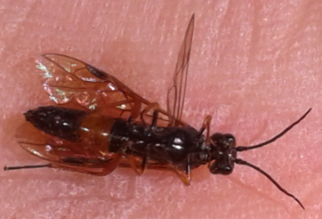 Tenthredinidae : Allantus calceatus? , Natura Mediterraneo | Forum ...