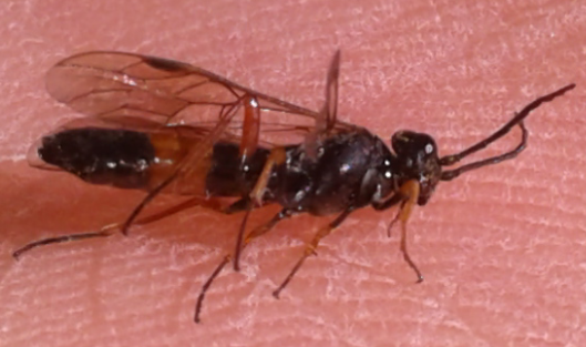 Tenthredinidae : Allantus calceatus? , Natura Mediterraneo | Forum ...