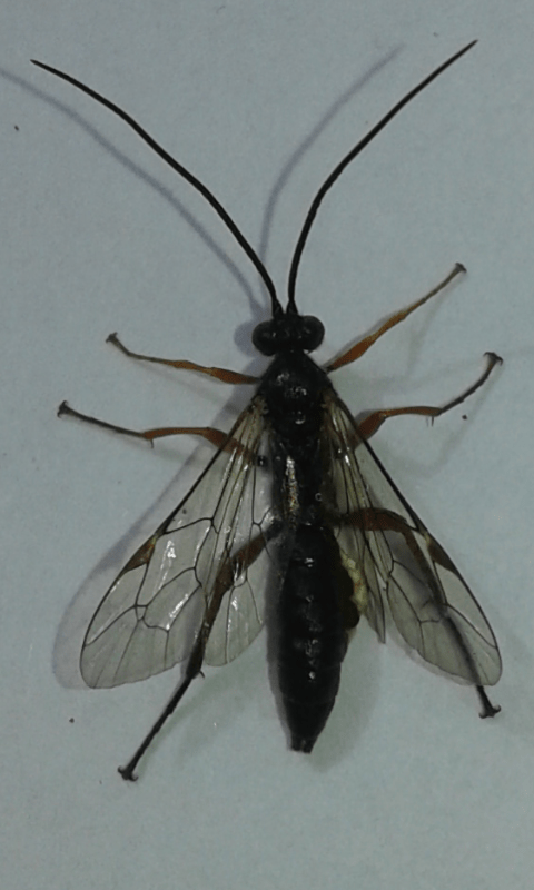 Ichneumonidae : Pimpla sp.? Sì , Natura Mediterraneo | Forum Naturalistico