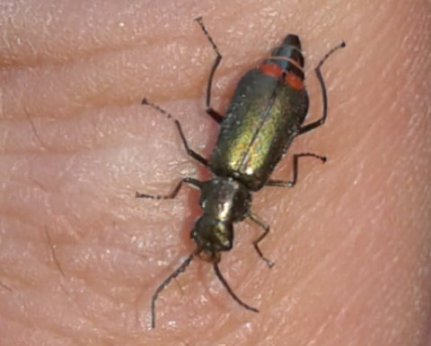 Malachiidae: Malachius australis, femmina , Natura Mediterraneo | Forum ...