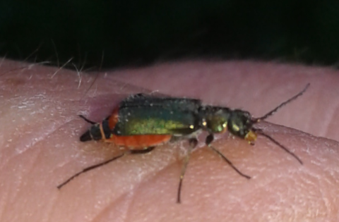 Malachiidae: Malachius australis, femmina , Natura Mediterraneo | Forum ...