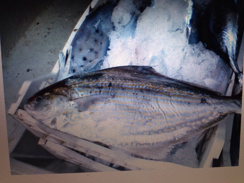 Stromateus fiatola, esemplare pescato. , Natura Mediterraneo | Forum ...