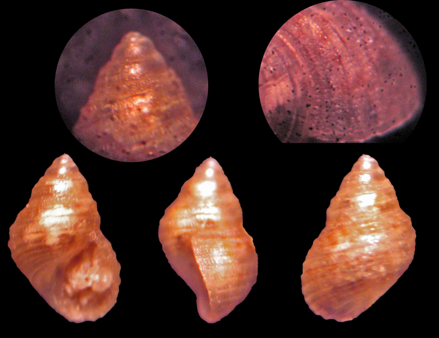 Alvania sp ?? , Natura Mediterraneo | Forum Naturalistico