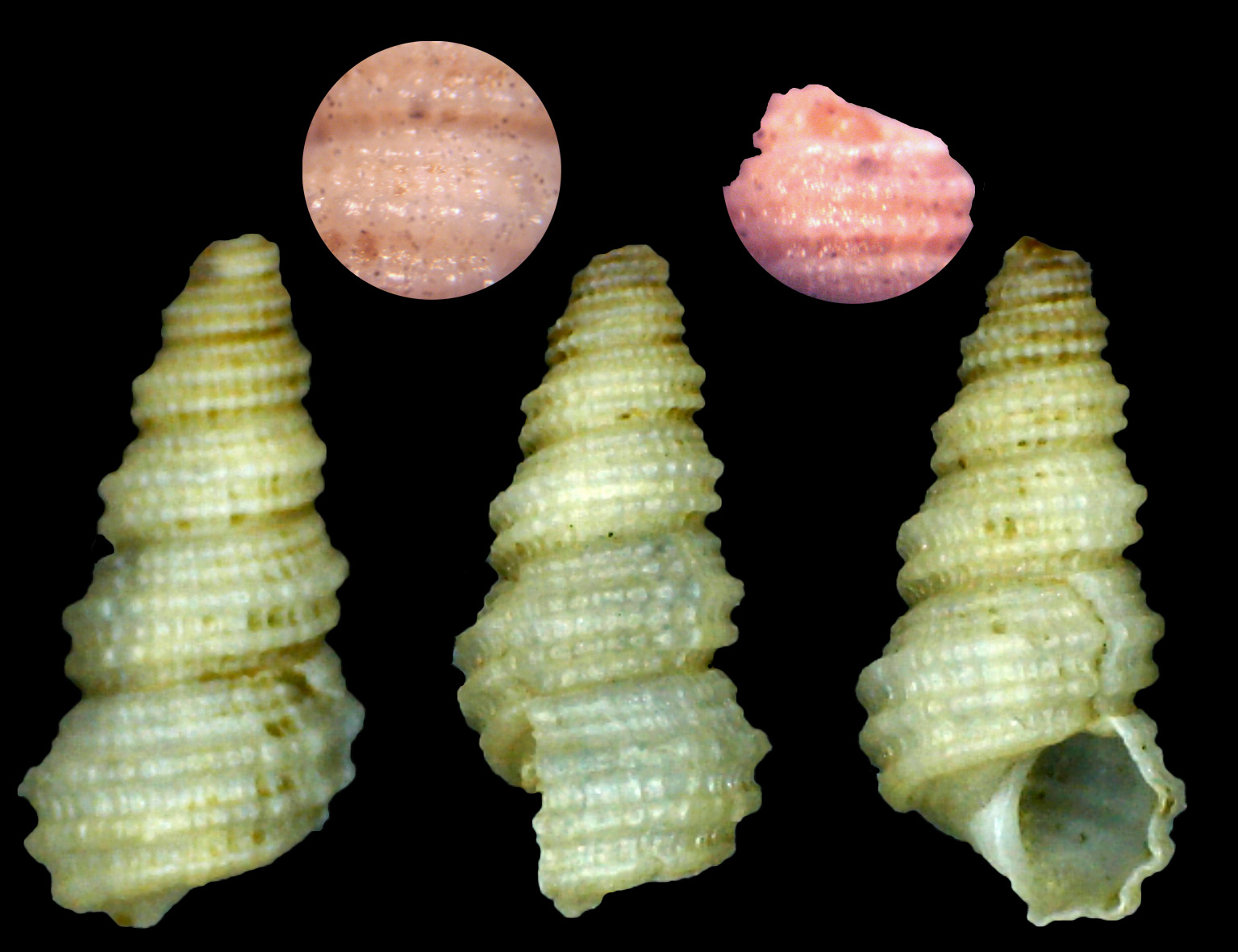 Mathilda cochlaeformis ??? , Natura Mediterraneo | Forum Naturalistico