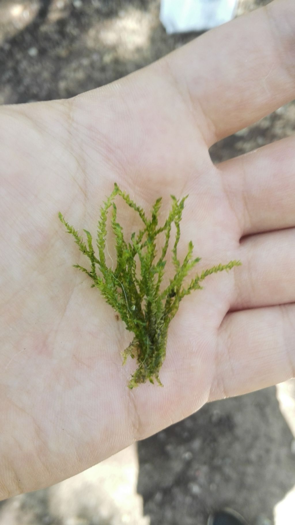 Di che muschio si tratta?? , Natura Mediterraneo | Forum Naturalistico