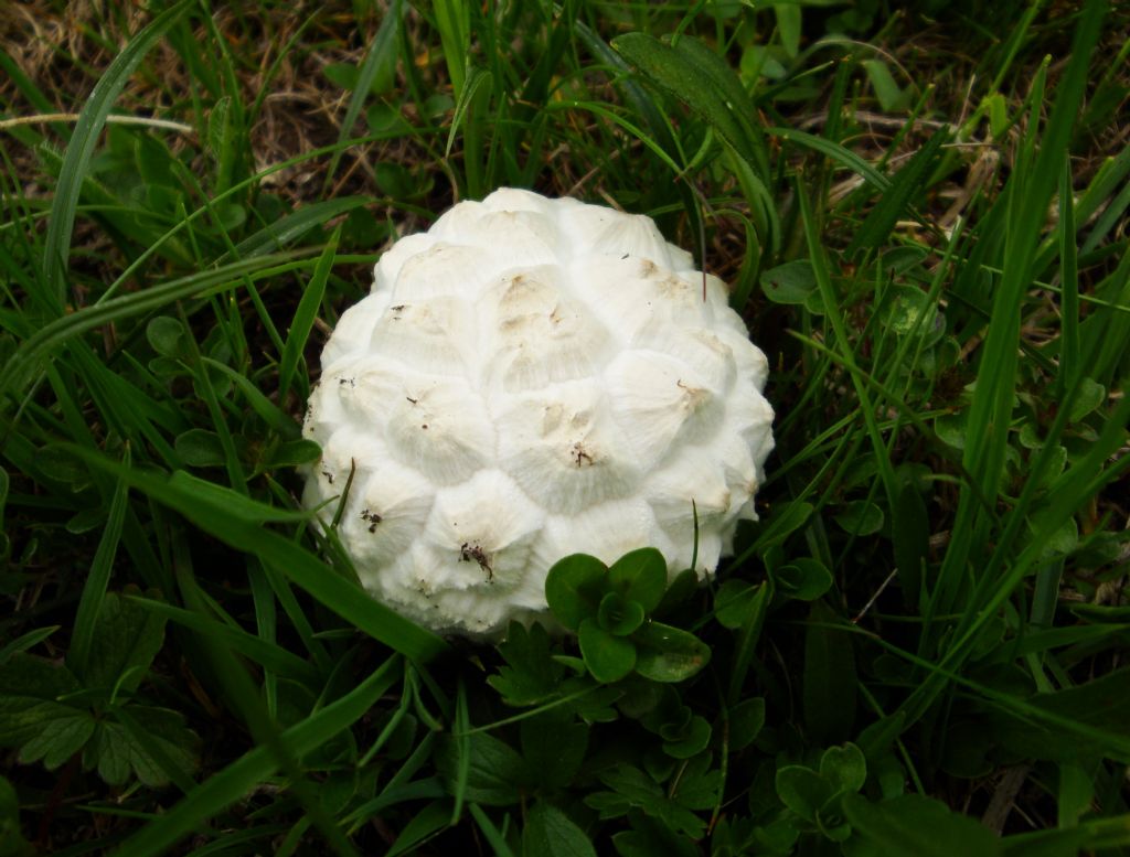 Vescia quale? , Natura Mediterraneo | Forum Naturalistico