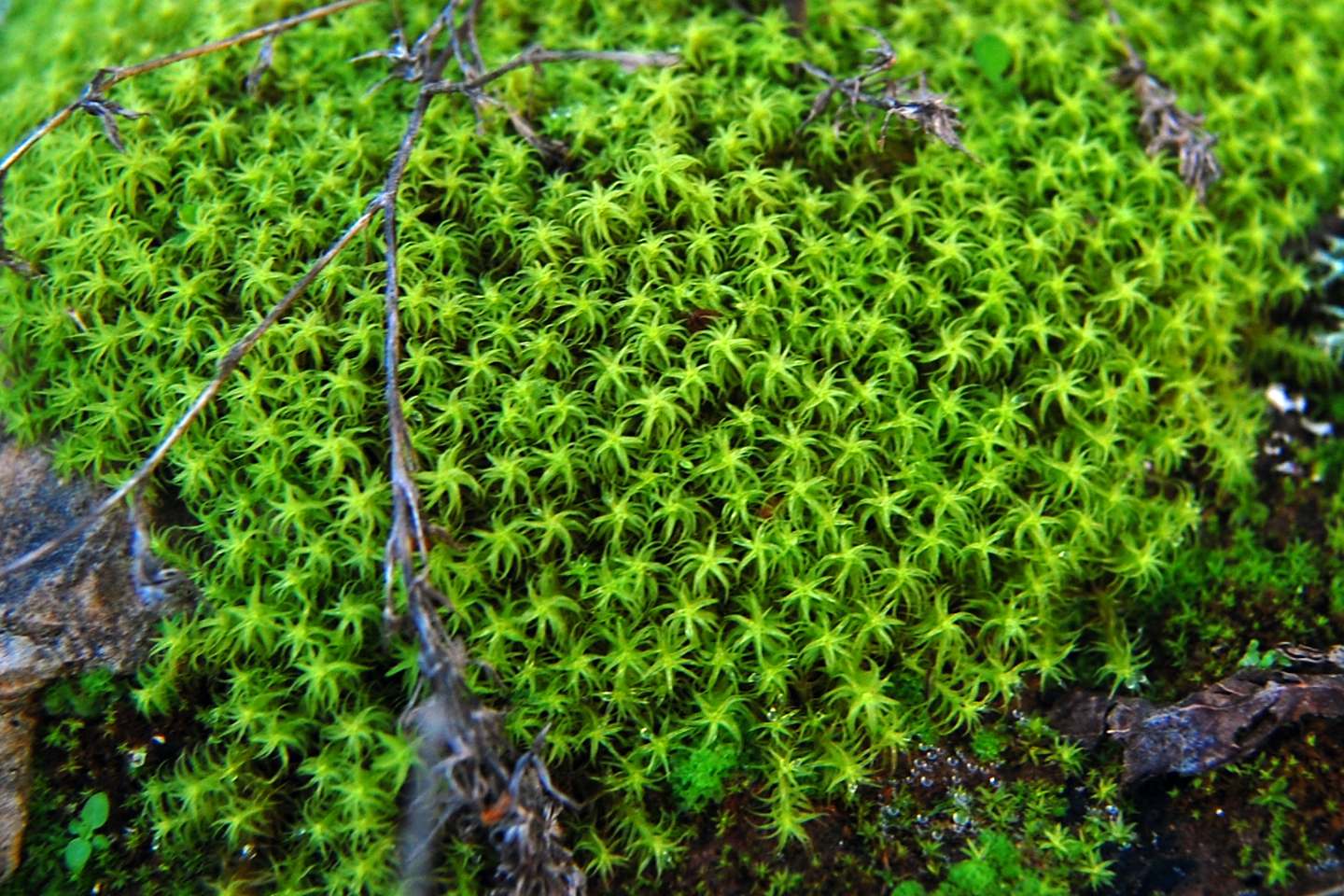 Muschio da identificare , Natura Mediterraneo | Forum Naturalistico