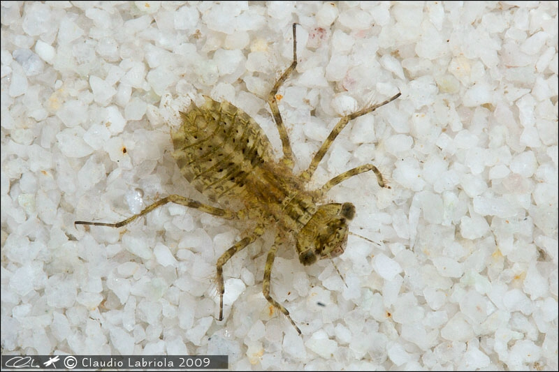 Scheda: Sympetrum striolatum , Natura Mediterraneo | Forum Naturalistico