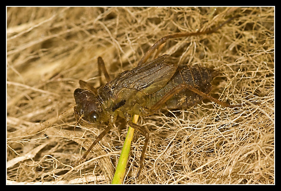 Scheda: Sympetrum fonscolombii , Natura Mediterraneo | Forum Naturalistico