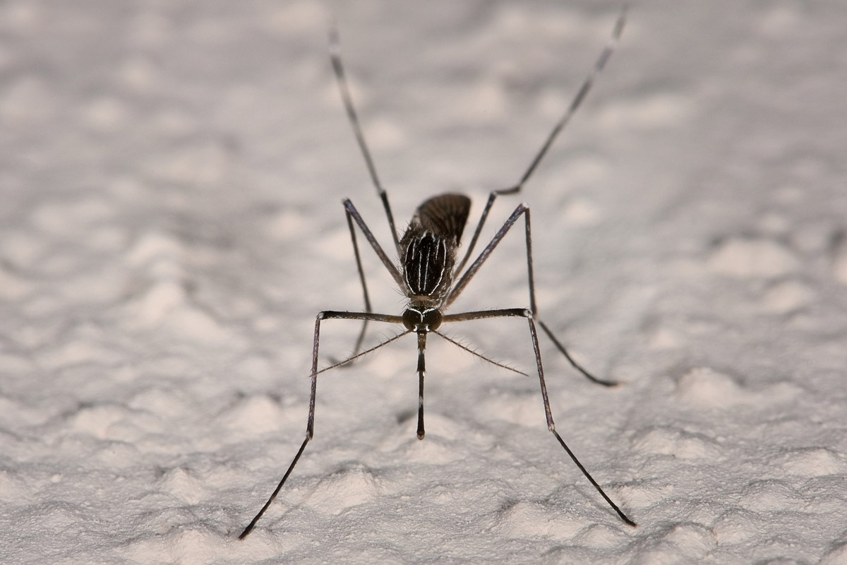 Culicidae: Orthopodomyia pulcripalpis, femmina , Natura Mediterraneo ...