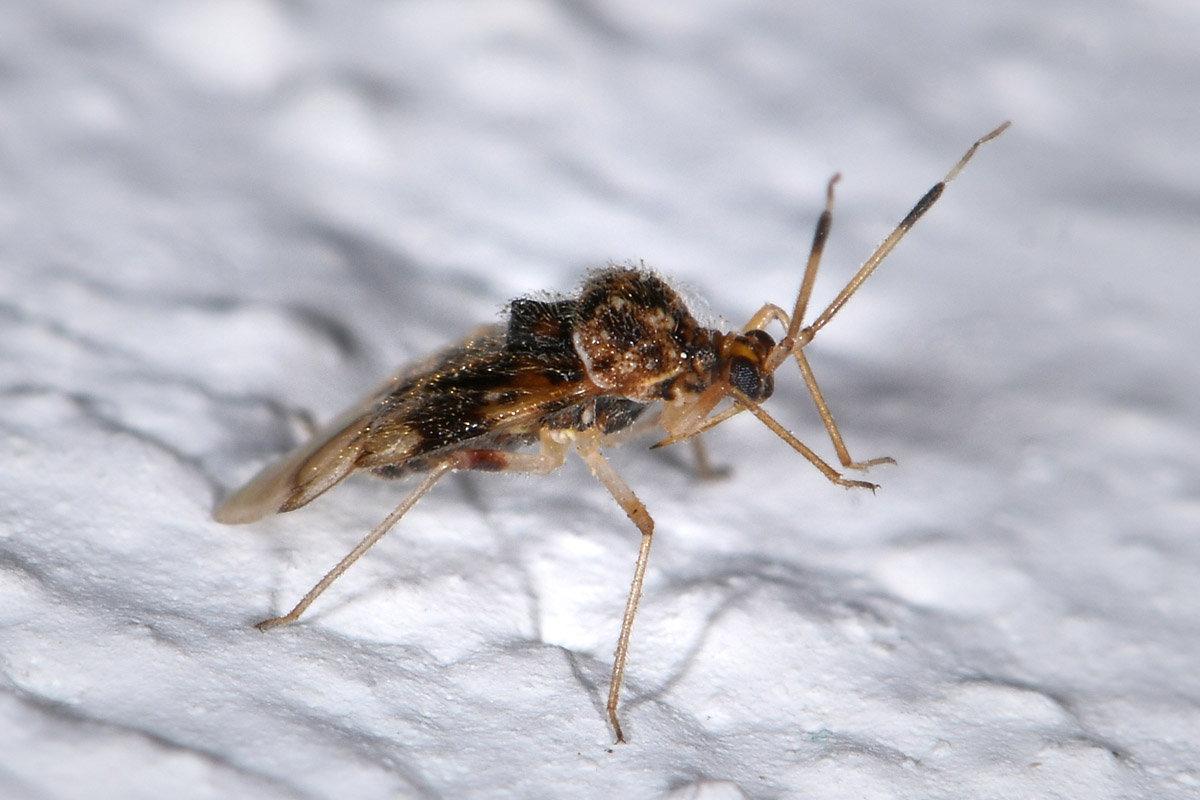 Miridae? Si, Stethoconus pyri (Mella, 1869) , Natura Mediterraneo ...