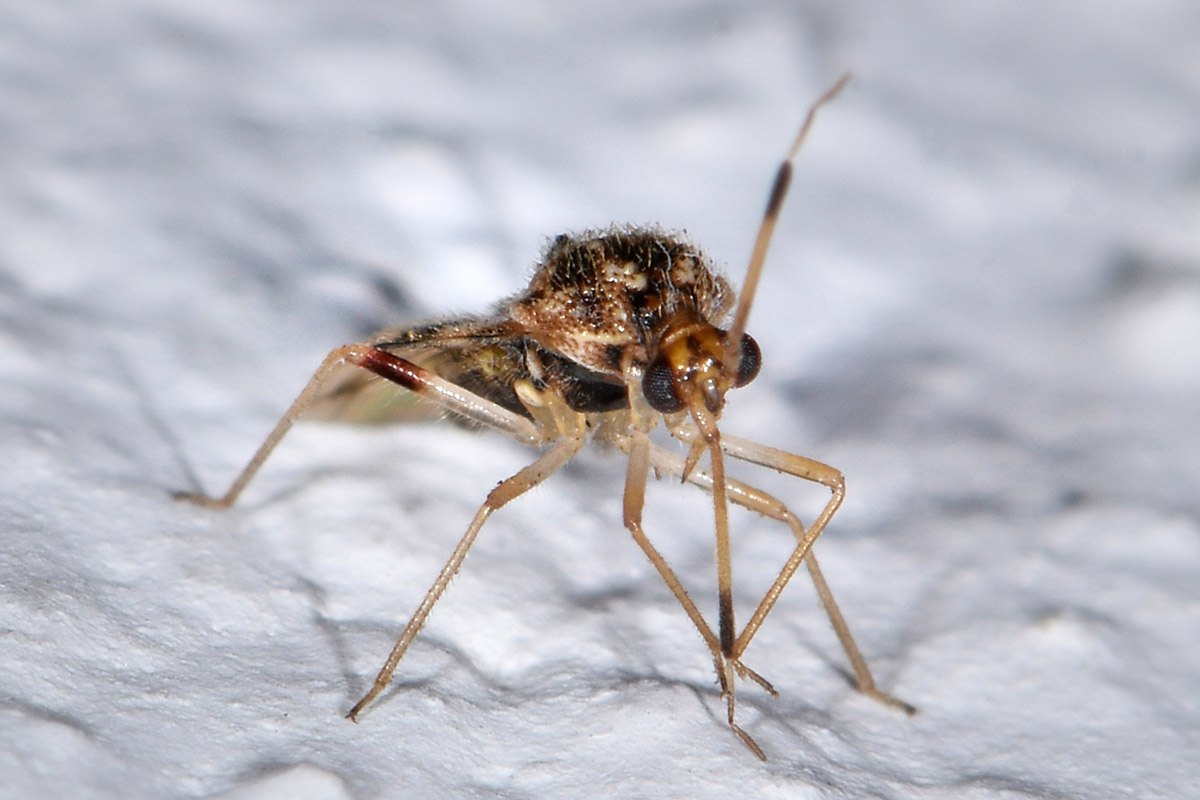 Miridae? Si, Stethoconus pyri (Mella, 1869) , Natura Mediterraneo ...
