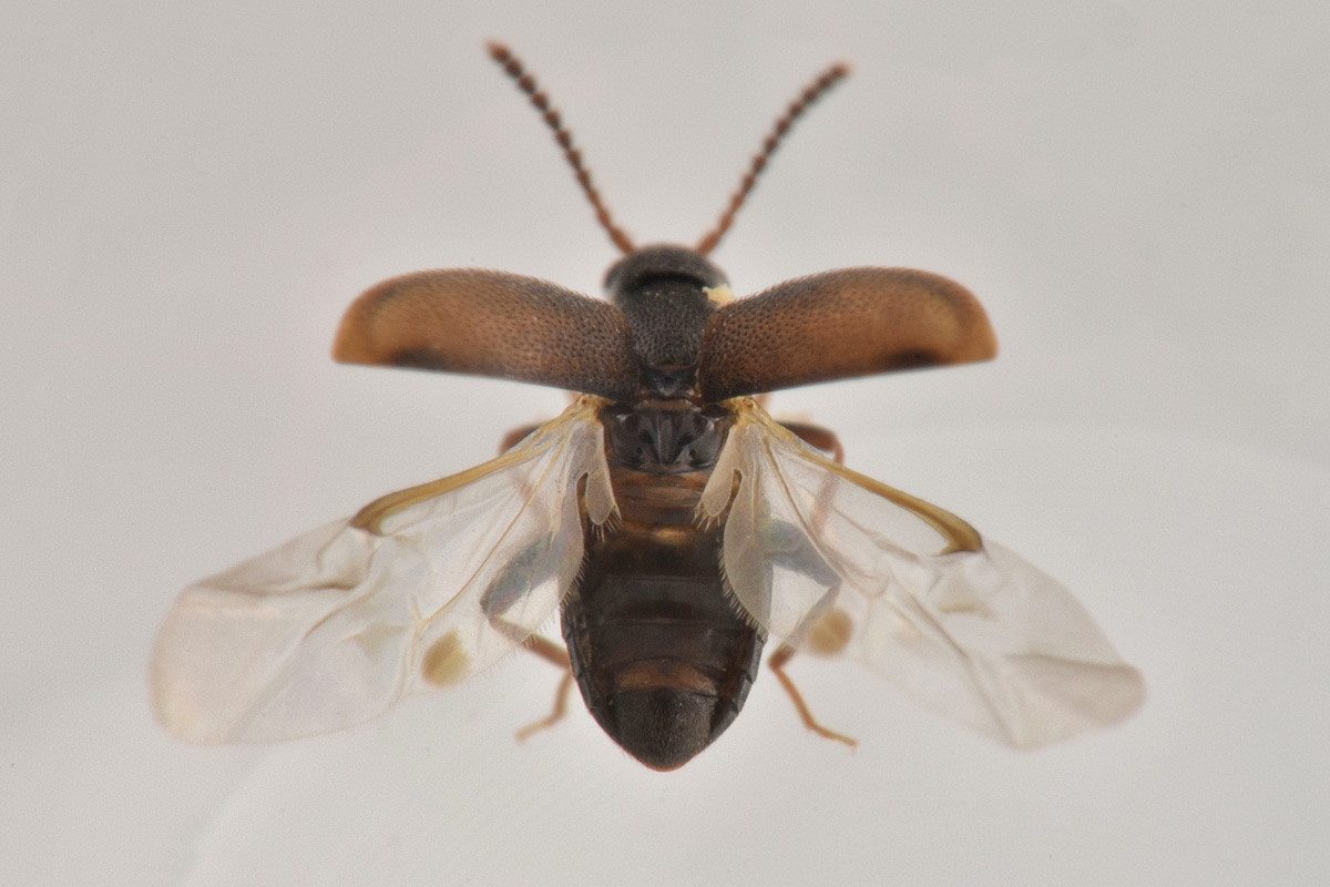 Aderidae: Otolelus (aut Vanonus) pruinosus e Ototelus sp. , Natura ...