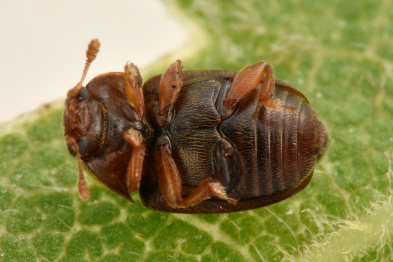 Nitidulidae: Epuraea sp.? cfr. Epuraea (Micruria) melanocephala ...