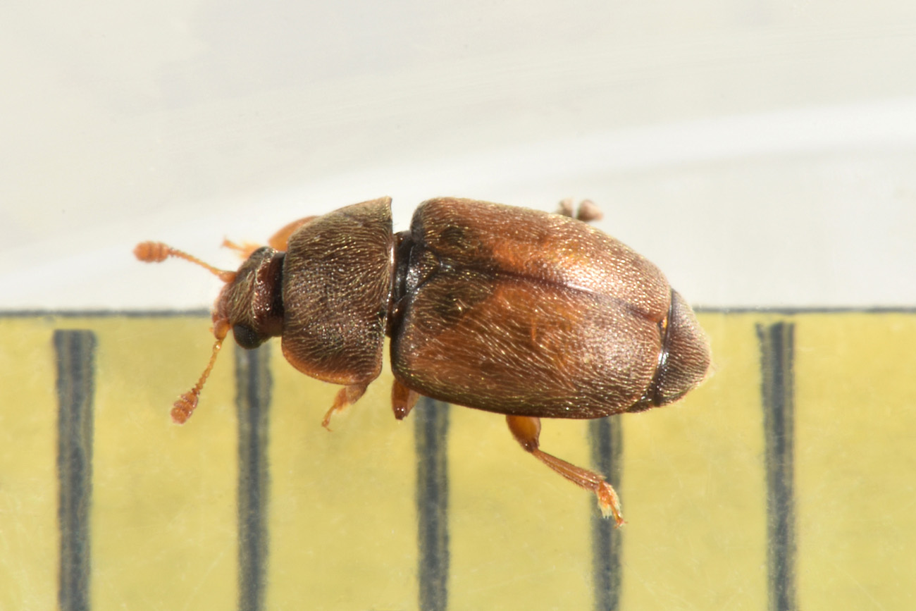 Nitidulidae: Epuraea sp.? cfr. Epuraea (Micruria) melanocephala ...