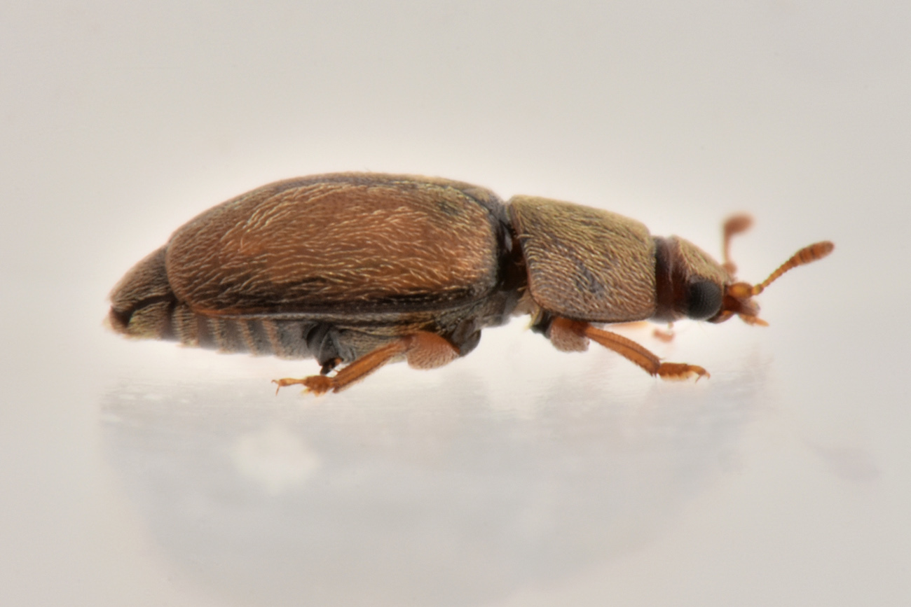 Nitidulidae: Epuraea sp.? cfr. Epuraea (Micruria) melanocephala ...