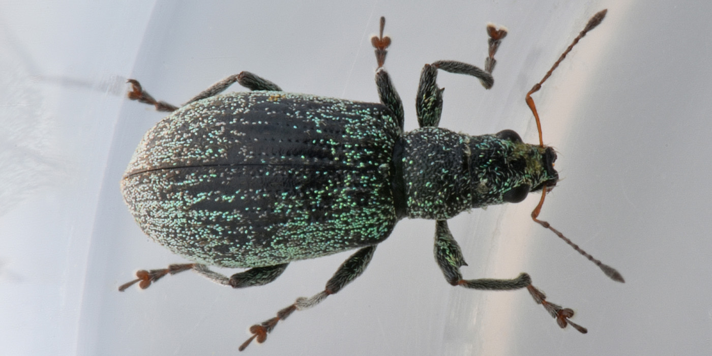 Curculionidae: Phyllobius sp? No, Polydrusus cervinus, femmina , Natura ...