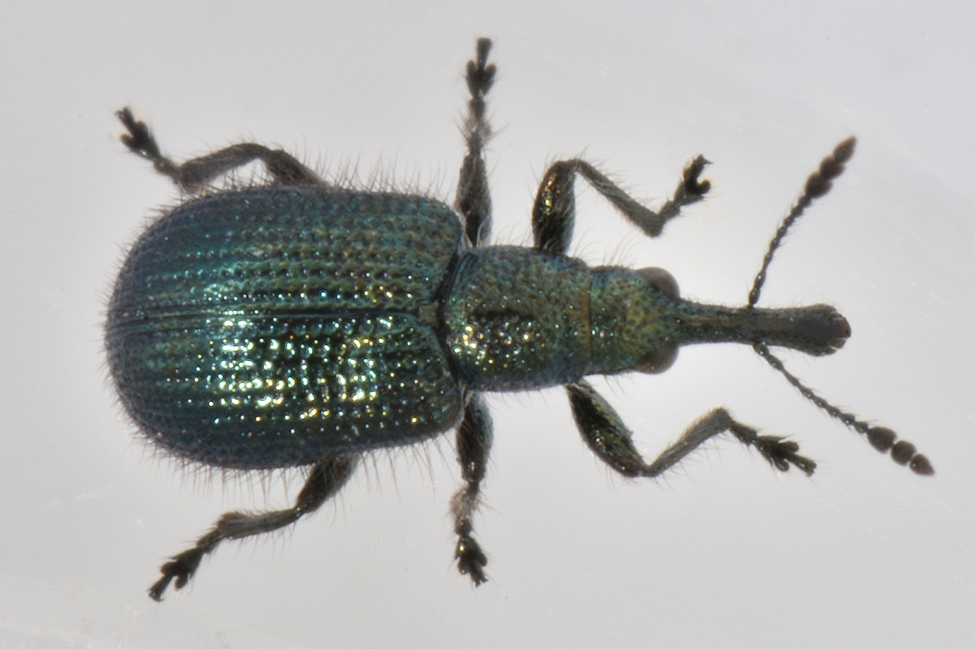 Rhynchitidae: Rhynchites sp?...sì.....Involvulus icosandriae ...