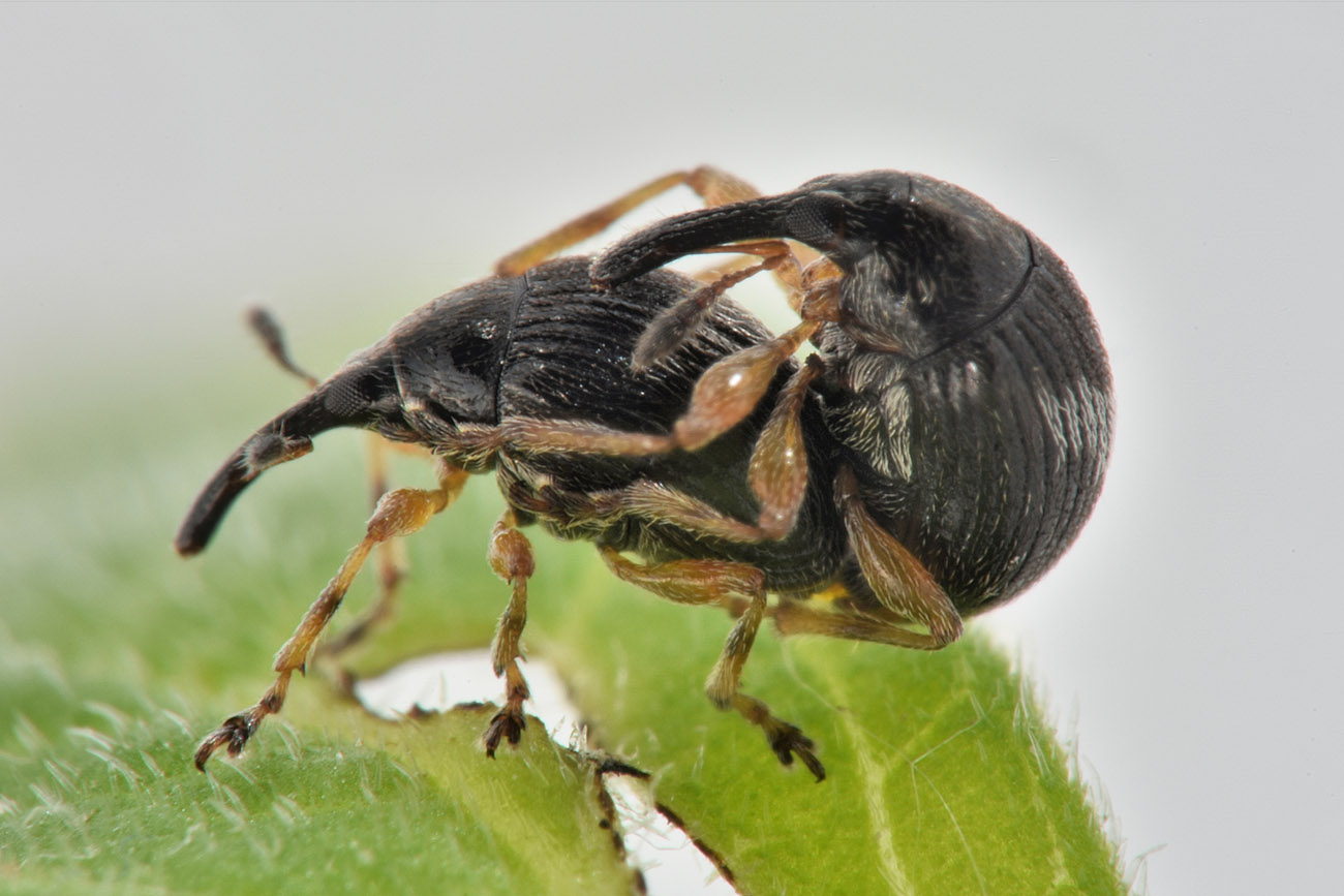 Nanophyidae: Nanomimus anulatus? Sì ! , Natura Mediterraneo | Forum ...